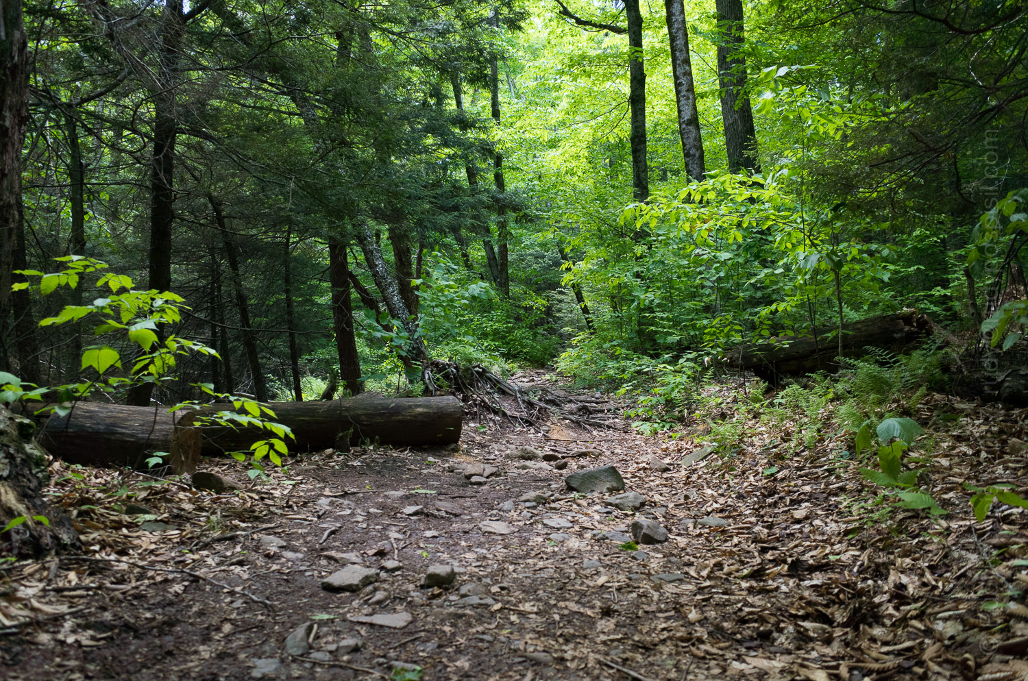 Catskill 3500, #9. Indian Head Mountain – Rudy Pospisil