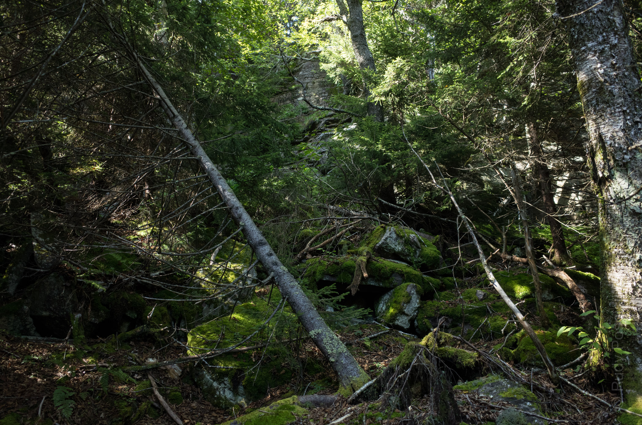 BLOG – Rudy Pospisil